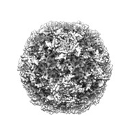Porcine Circovirus 2